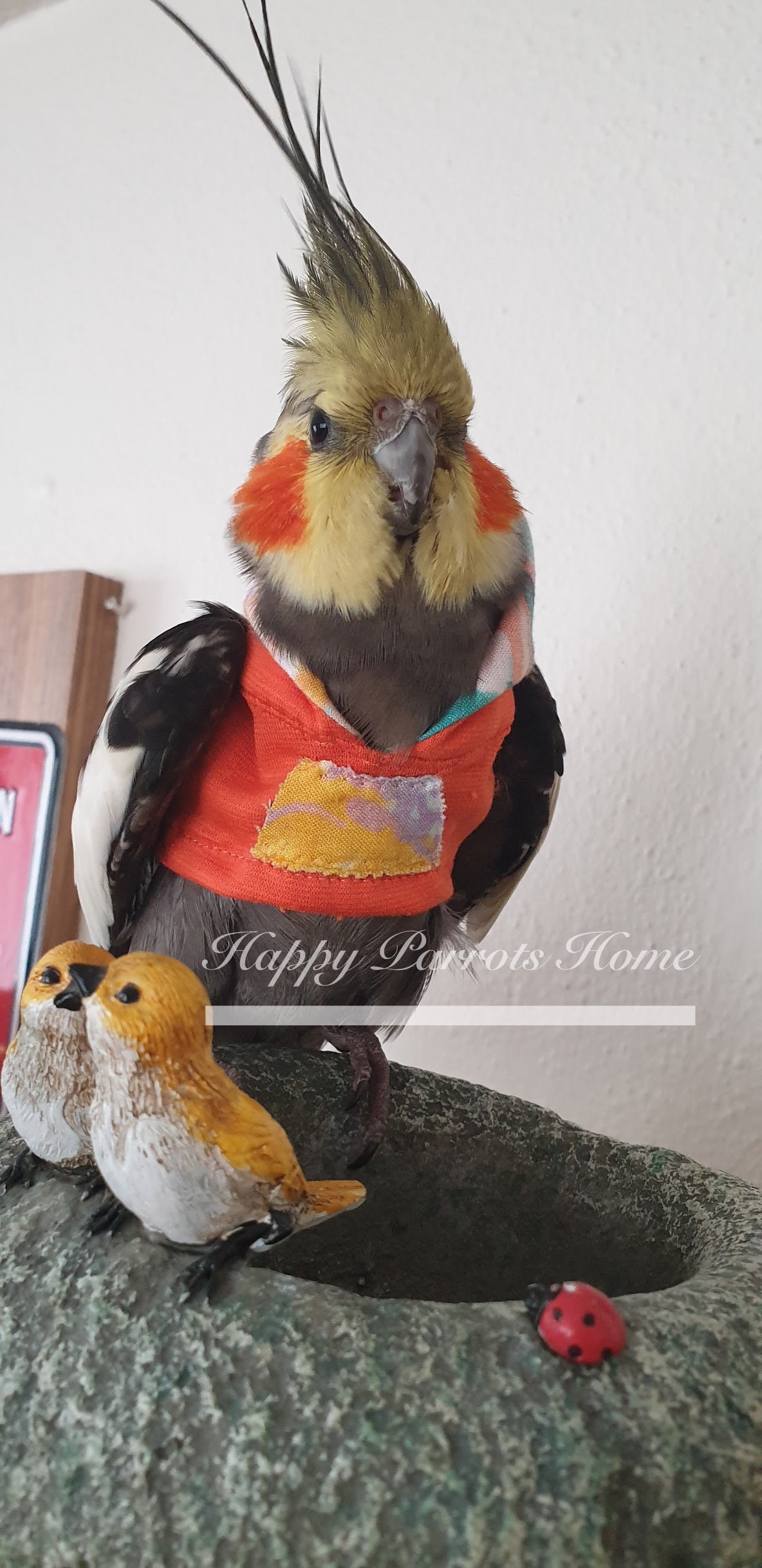 Hoodie Birdie Pet Clothing Parrot Bird Hoodie for African Grey | Etsy