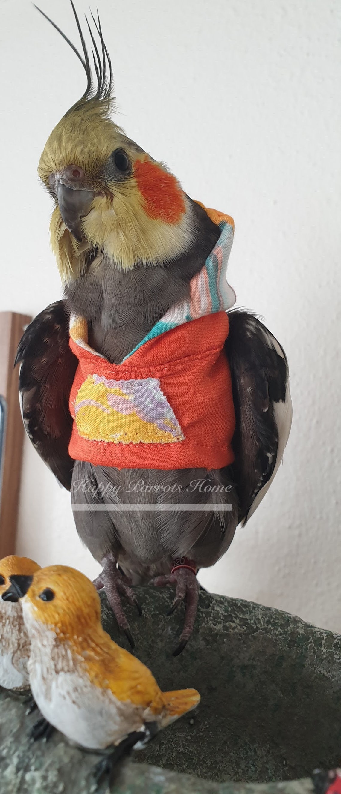 Hoodie Birdie Pet Clothing Parrot Bird Hoodie for African Grey | Etsy