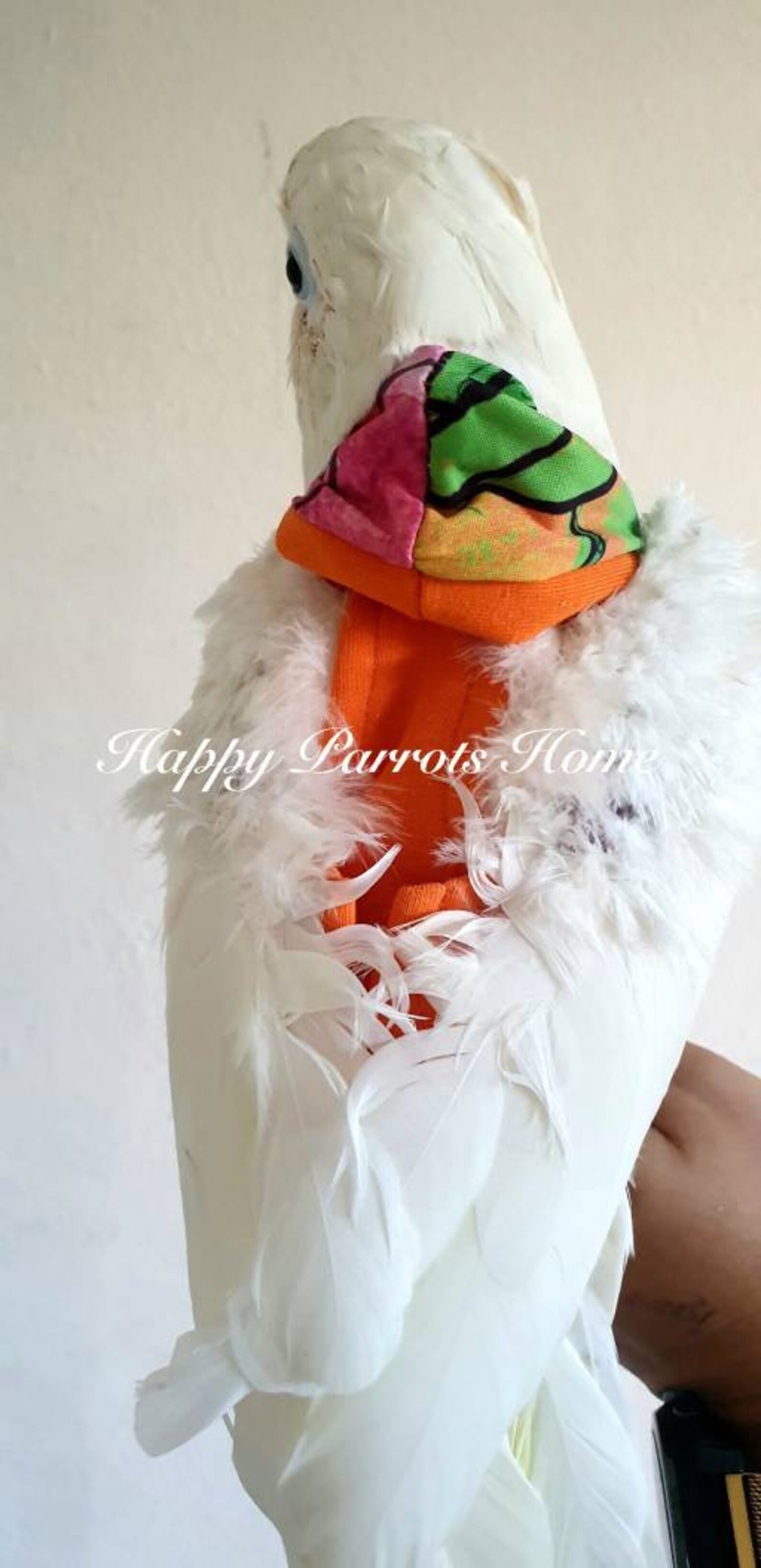 Orange//hoodie Birdie Pet Clothing Parrot Bird Hoodie for - Etsy