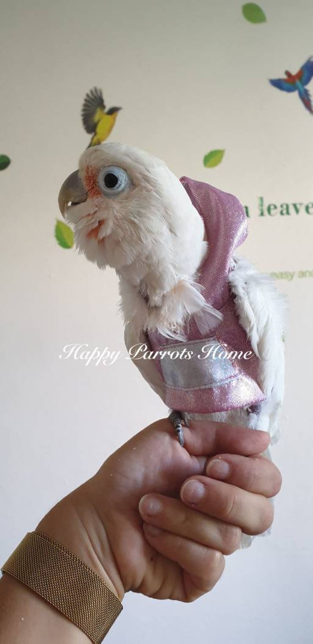 Party Bird// Bird Parrot Hoodie Pet Clothing for Cockatiel African Grey ...