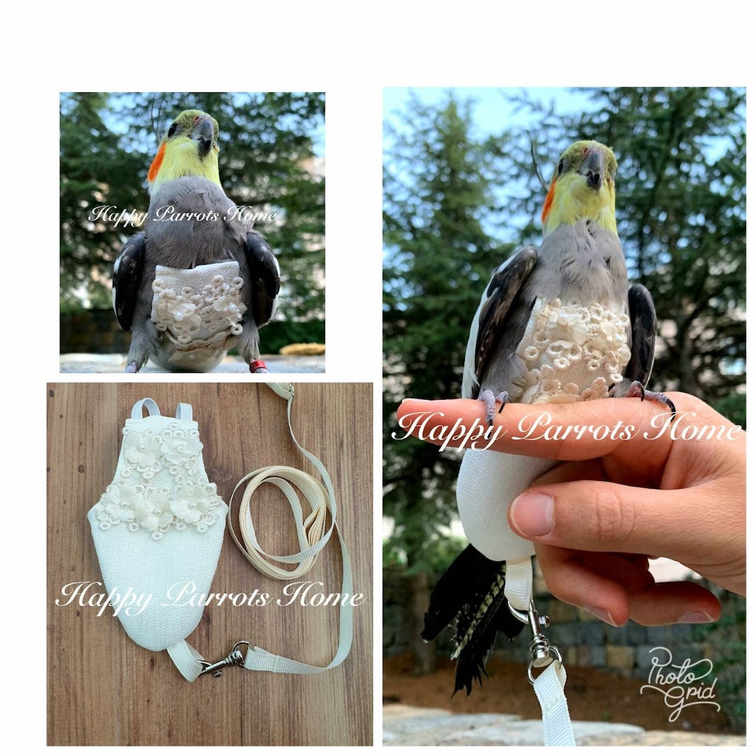 Bride// Bird Diaper Parrot Flight Suit 2meters Leash Cockatiel Lovebird ...