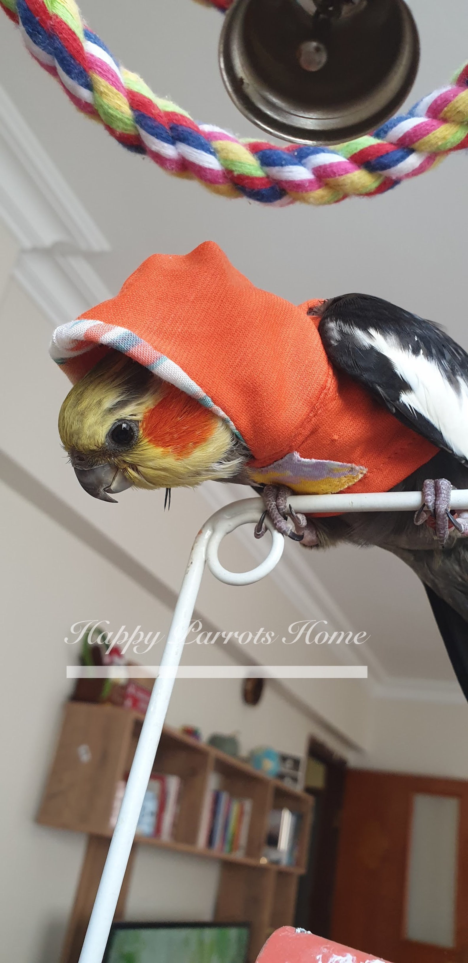 Hoodie Birdie Pet Clothing Parrot Bird Hoodie for African Grey | Etsy