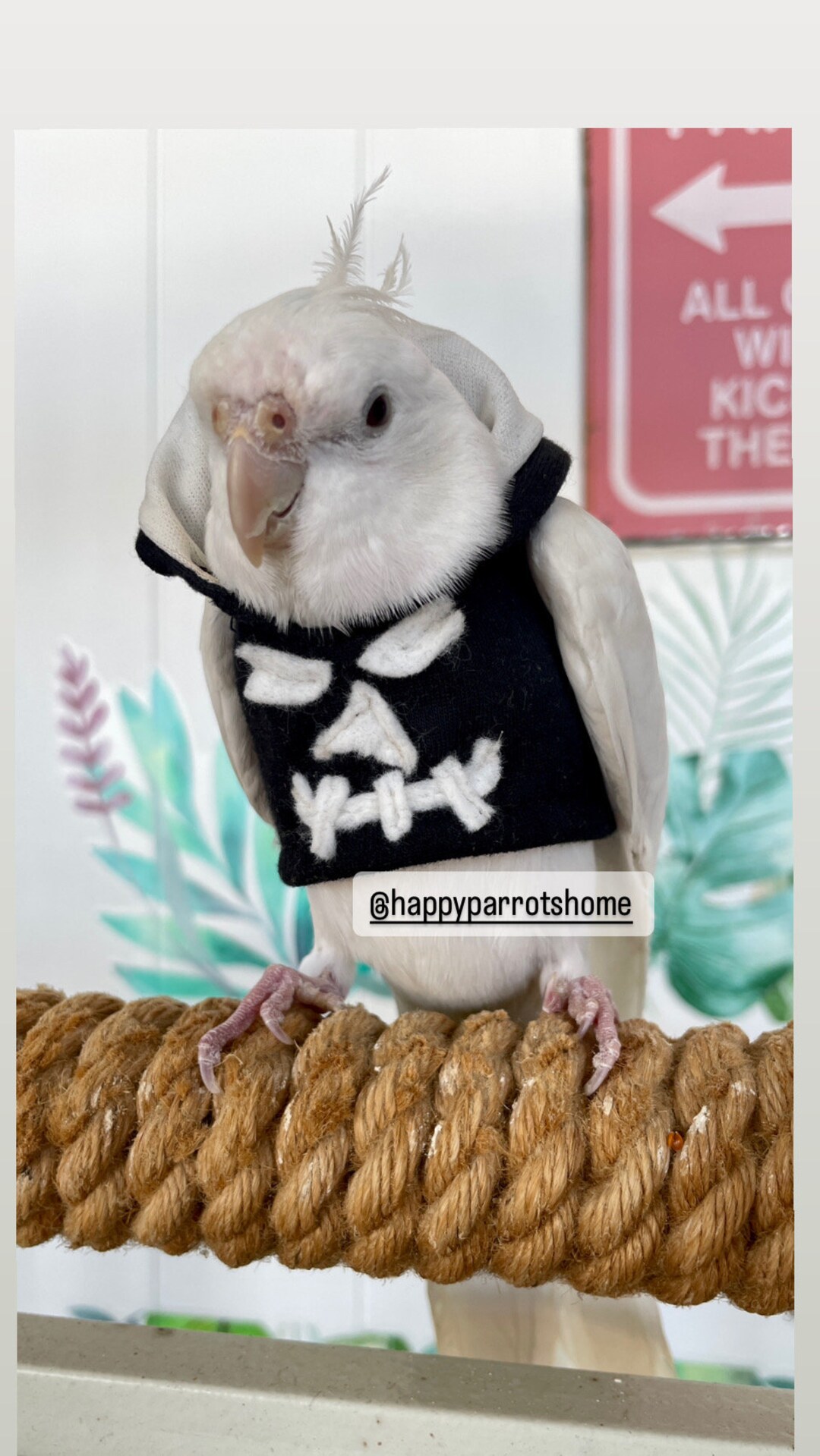 Skull Hoodie for Cockatiel, Parrot, and Larger Birds ...