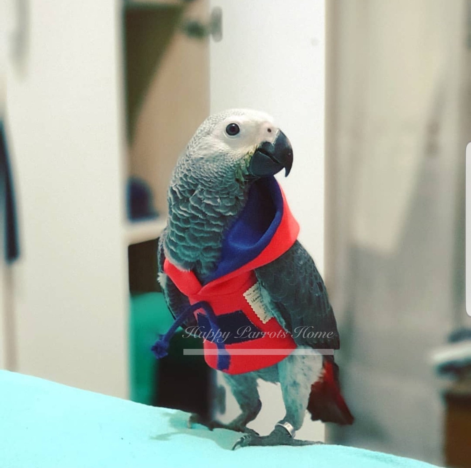 2 COLORS// Bird Parrot Hoodie Pet Clothing for Cockatiel - Etsy