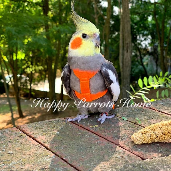 Cockatiel Harness - Etsy