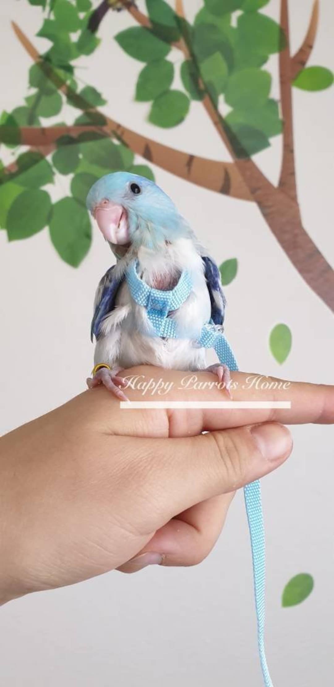 Bird Harness Escape-proof! Strong Material for Smallest Friends Bird ...