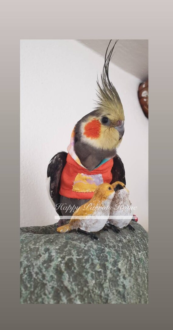 Hoodie Birdie Pet Clothing Parrot Bird Hoodie for African Grey | Etsy
