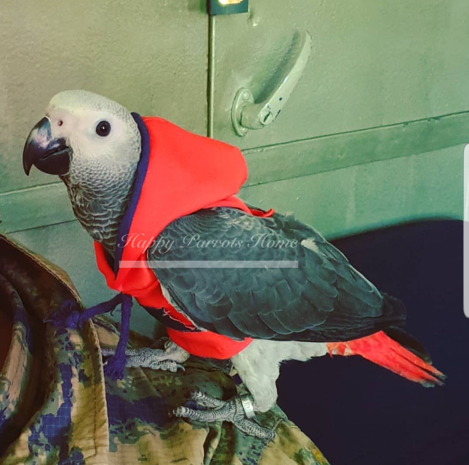 2 COLORS// Hoodie Birdie Pet Clothing Parrot for African Grey - Etsy