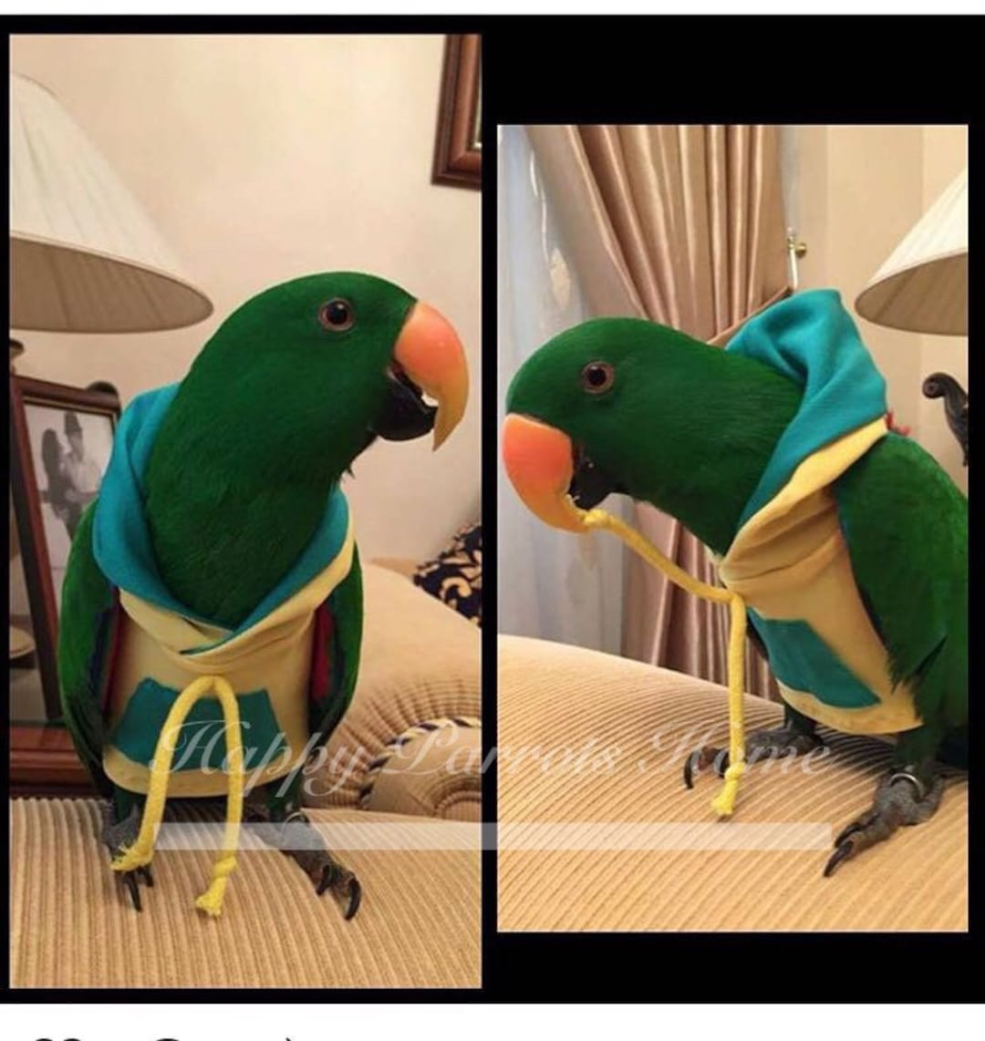 2 COLORS// Bird Parrot Hoodie Pet Clothing for Cockatiel African Grey ...