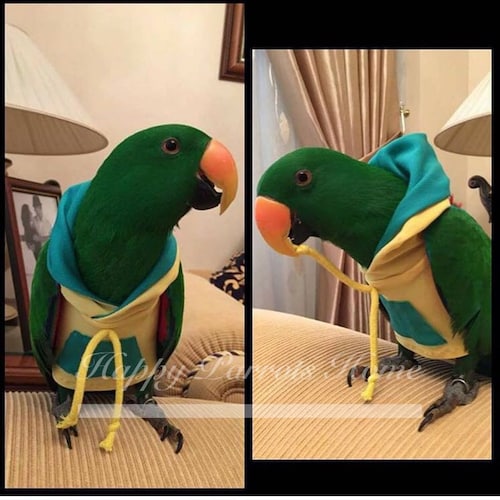 Parrot Macaw Amazon Cockatoo African Grey Custom Sweater for - Etsy