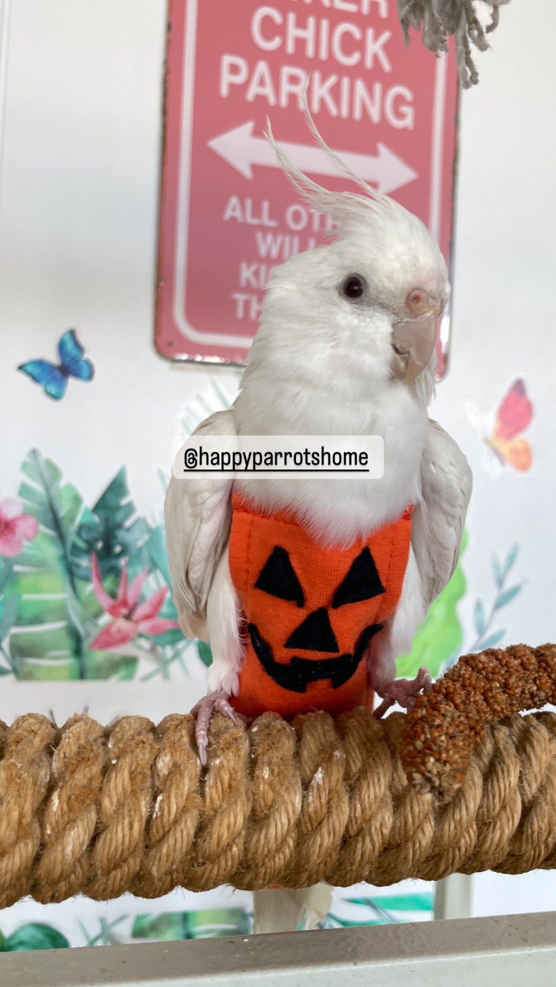 Haloween Bird Diaper With 2 Meters Leash, for Cockatiel, Parrot Bird ...