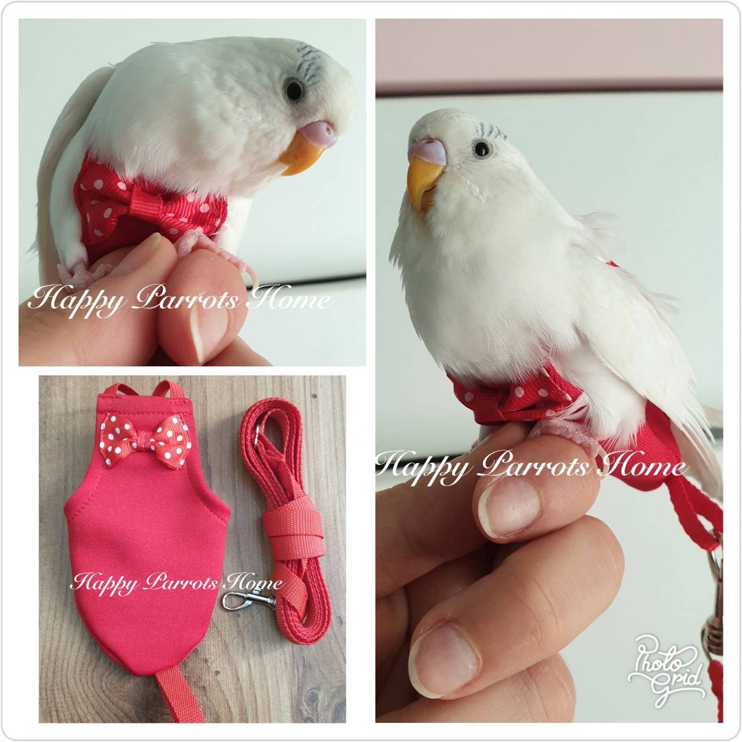 Red Bird Flight Suit Bird Diaper With 2 Meters Leash for Parrot ...
