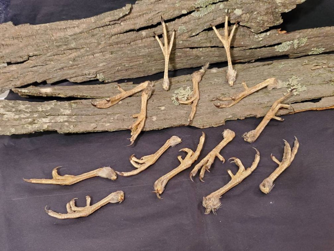 Dried Quail Feet in Different Position You Choose - Etsy