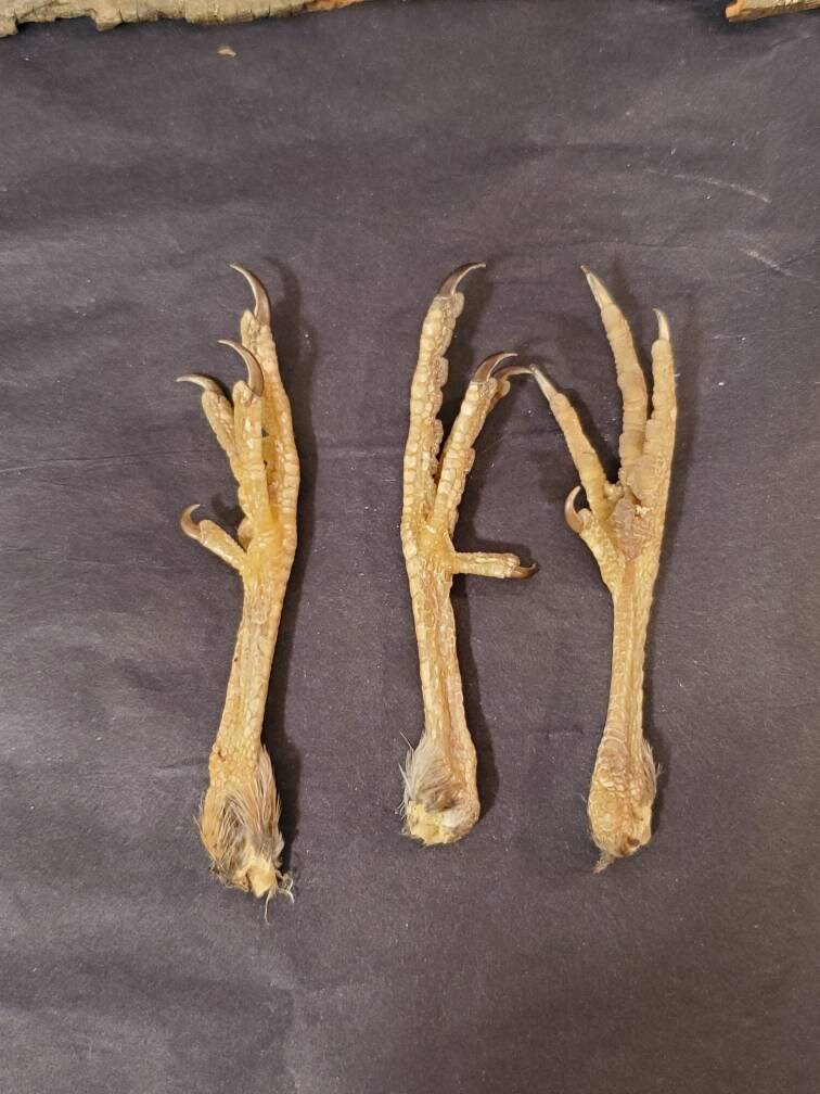 Dried Quail Feet in Different Position You Choose - Etsy