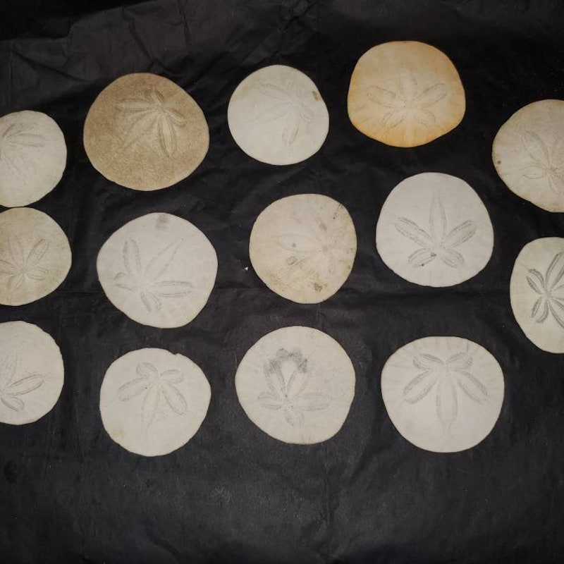 Sand Dollar Seashell - Etsy