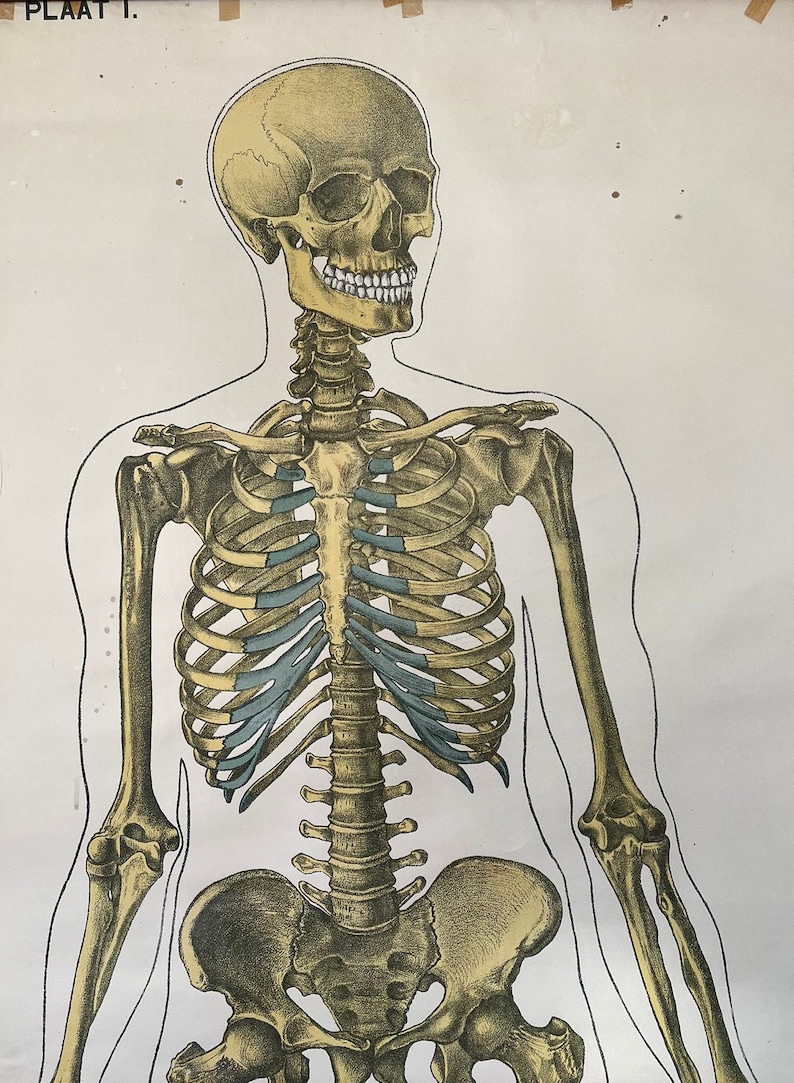 1930 - Original Dutch School Chart of the Human Skeleton, Frontal View ...