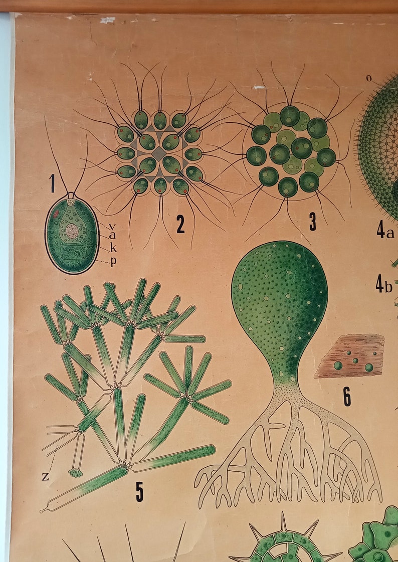 RARE 1920-1950 Freshwater Algae Pull Down Chart From Germany - Etsy