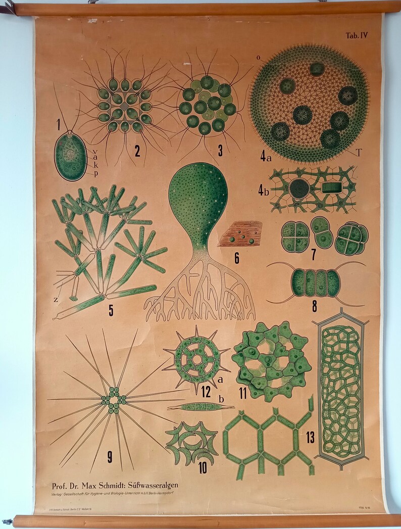 RARE - 1920-1950 Freshwater Algae Pull Down Chart From Germany - Etsy