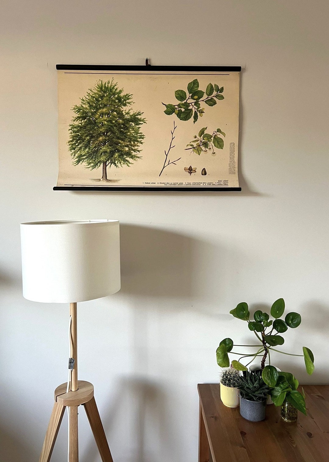 1980 Antique Dendrology Chart From the Czech Republic - Etsy