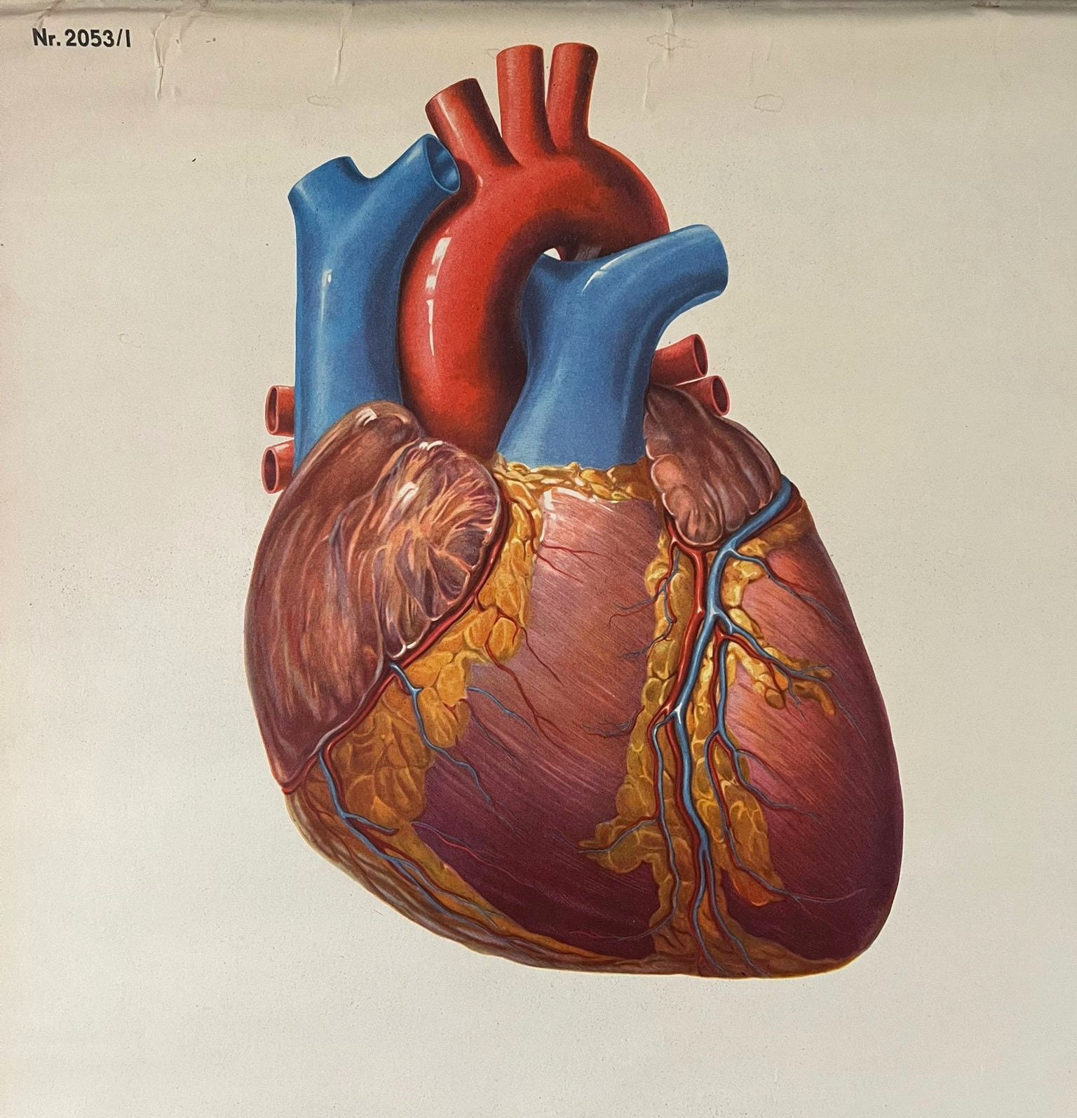 1940 - Pull Down Chart - Medical Antique - Medical Chart - Vintage ...