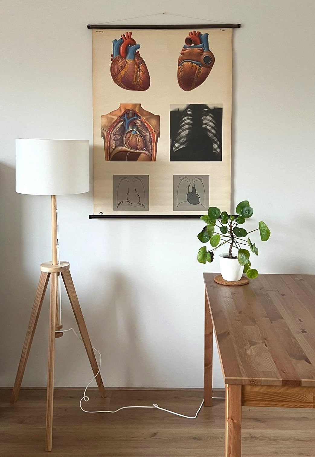 1940 - Pull Down Chart - Medical Antique - Medical Chart - Vintage ...