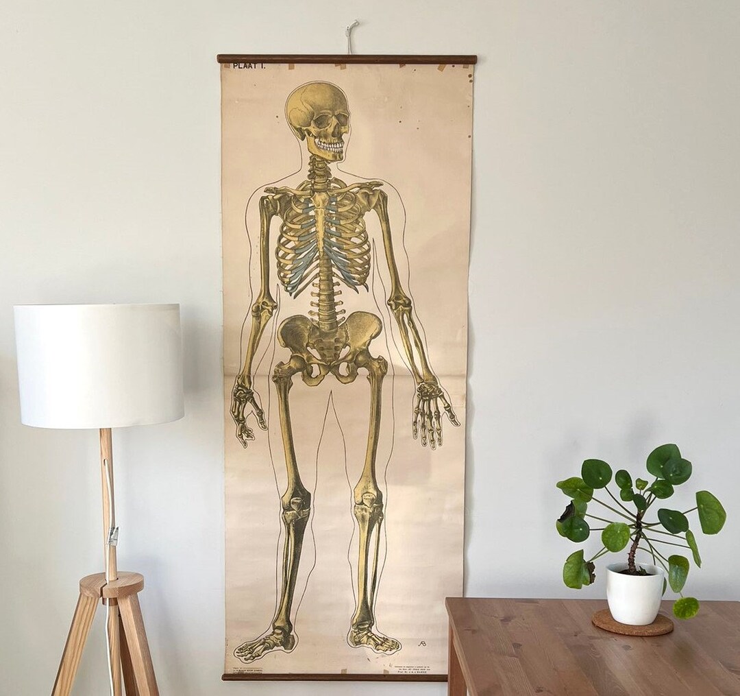 1930 - Original Dutch School Chart of the Human Skeleton, Frontal View ...