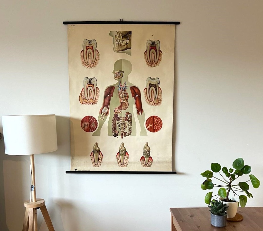1945 Vintage School Chart - Medical Antique - Pull Down Chart ...