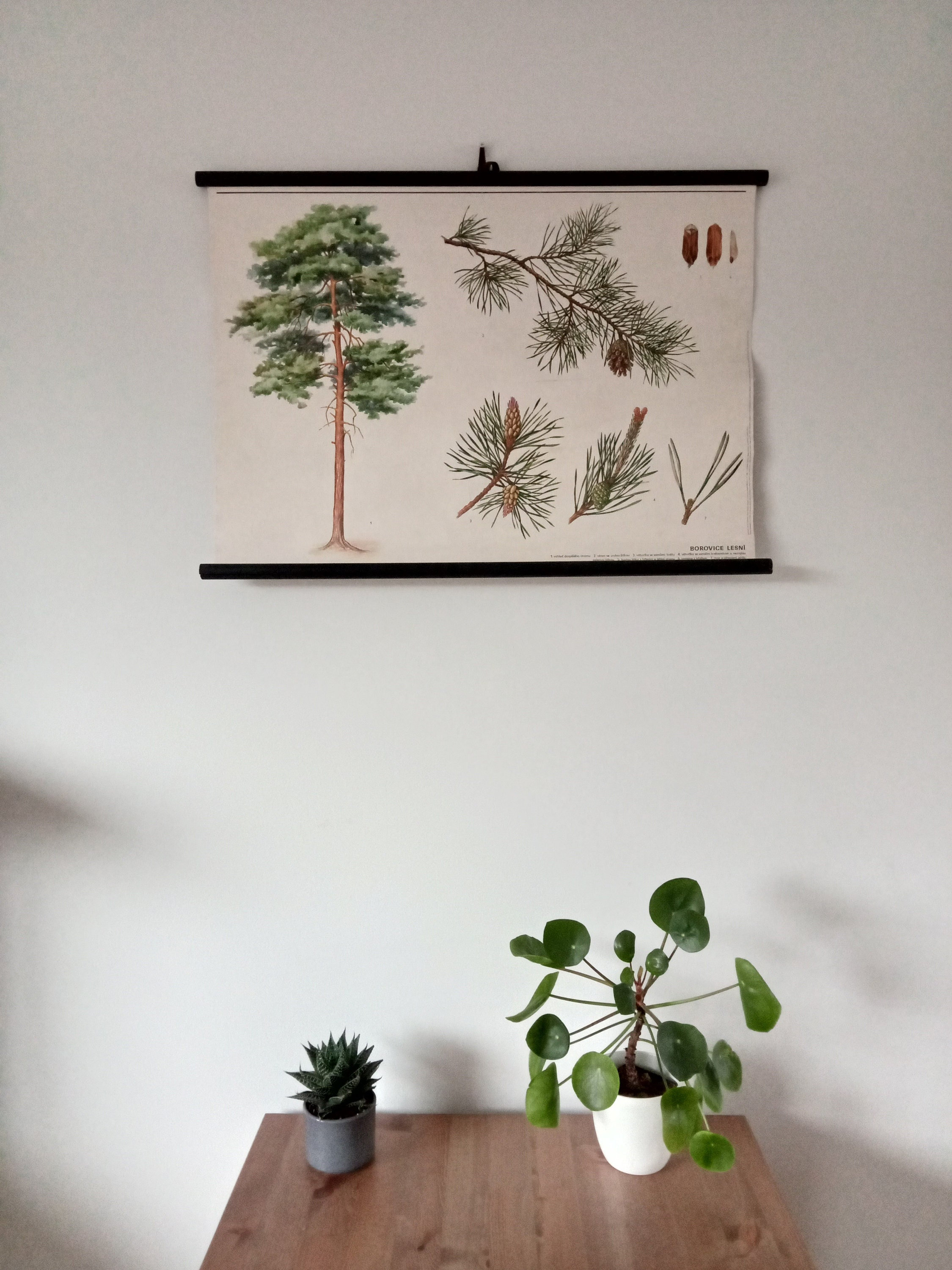 1980 Pull Down Chart School Chart Wall Chart Wall Hanging Antique on Linen Vintage Pull Down ...