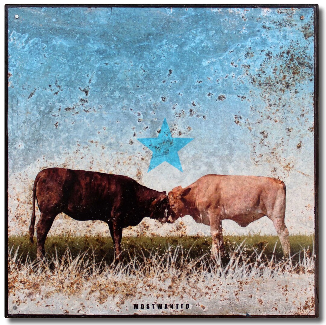 Nuzzling Cows Nose Kiss Photo Artwork Transfer on Metal - Etsy