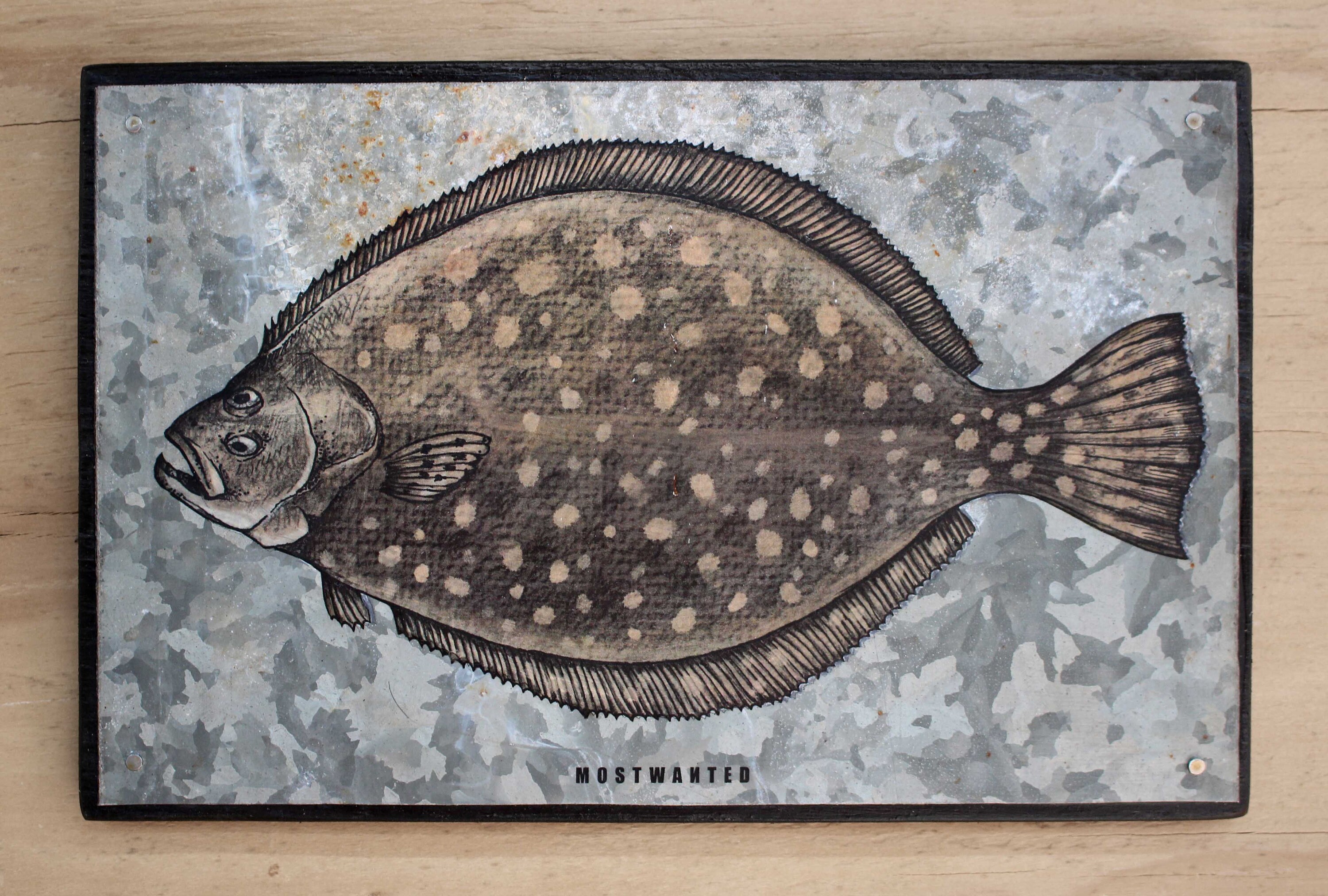 Southern Flounder Drawing