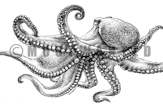 Octopus Ink Drawing Original Octapus Ink Drawing | MakerPlace By