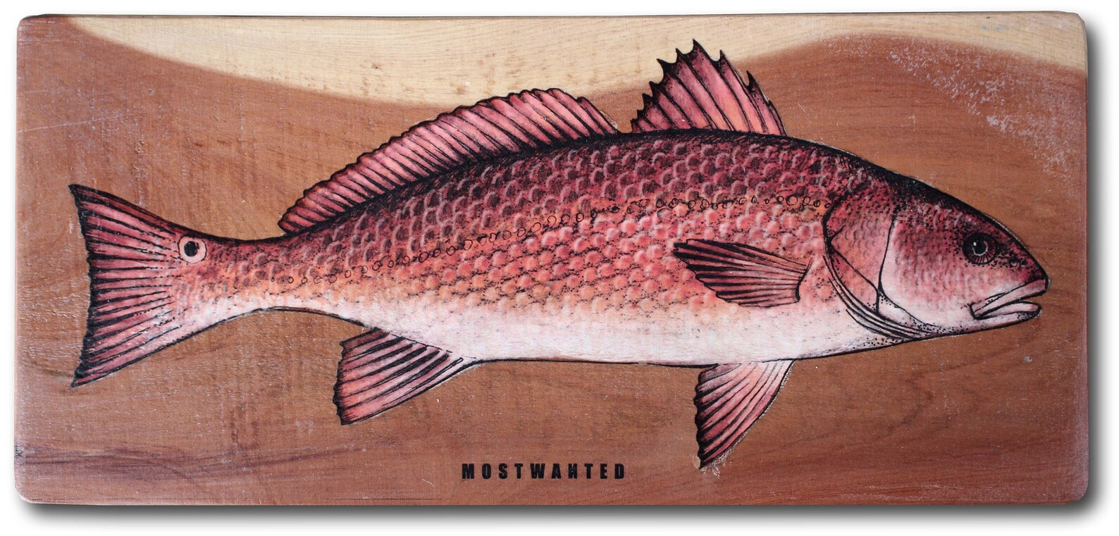 Redfish, Red Drum, Colored Pencil Drawing, Image Transfer on Red Cedar ...