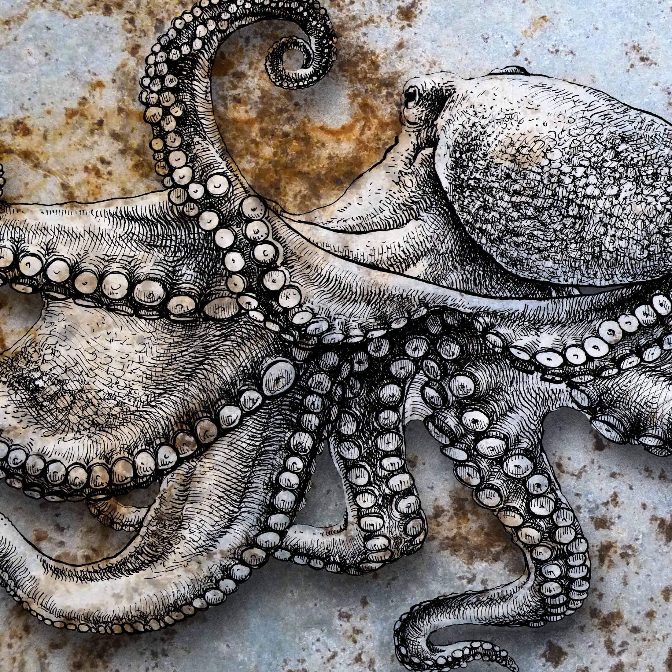 Octopus Pen & Ink Drawing Artwork Transfer on Rusty Metal - Etsy