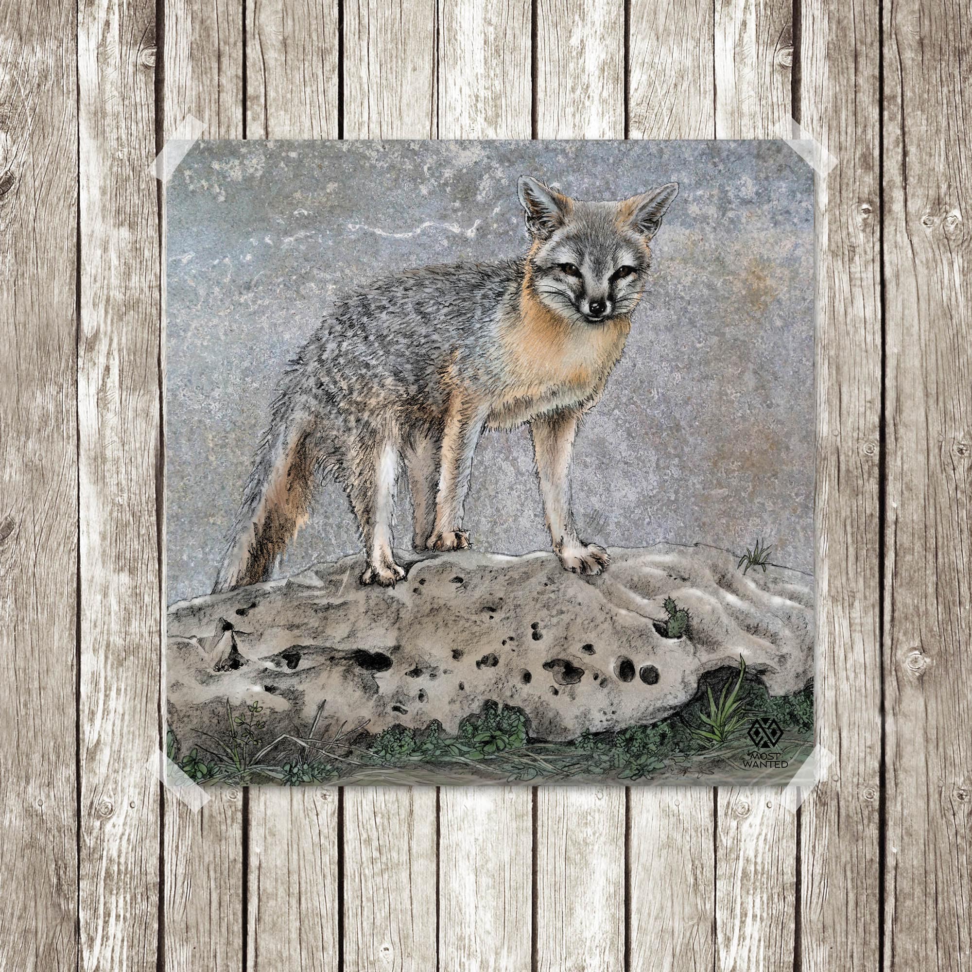 Grey Fox Wall Mount
