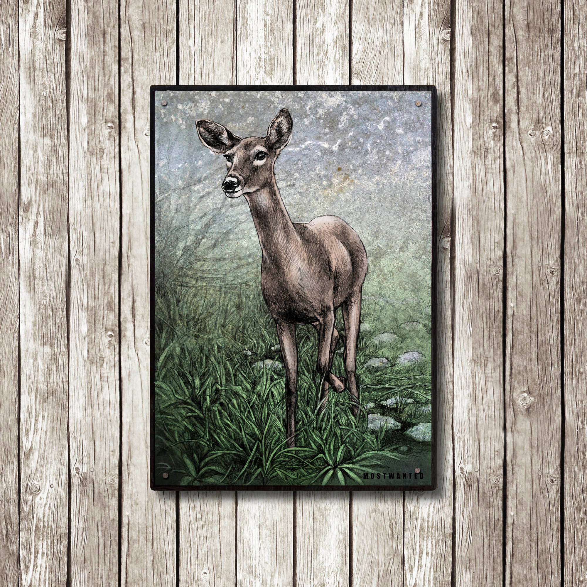 Whitetail Doe Drawing