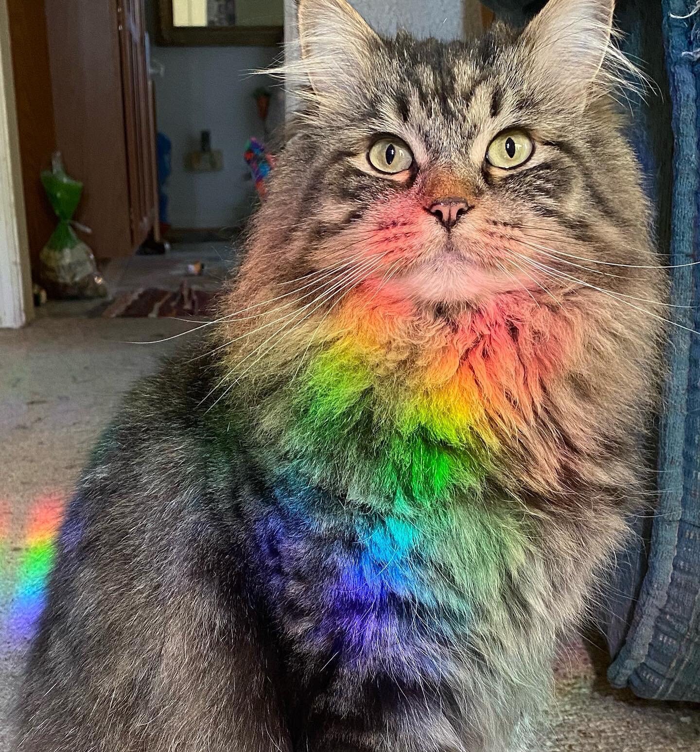 Luna Sailor Moon Rainbow Making Window Decal/ Suncatcher/ Window Cling ...