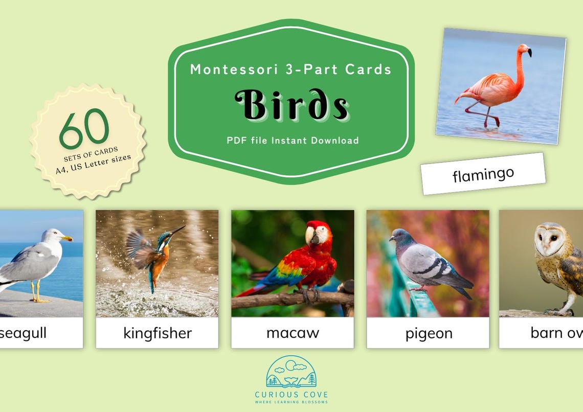Types of Birds 3-part Cards - Etsy