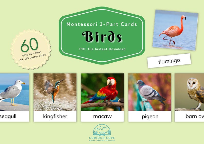 Types of Birds 3-part Cards - Etsy