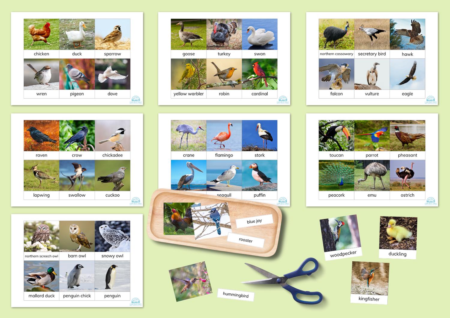 Types of Birds 3-part Cards - Etsy