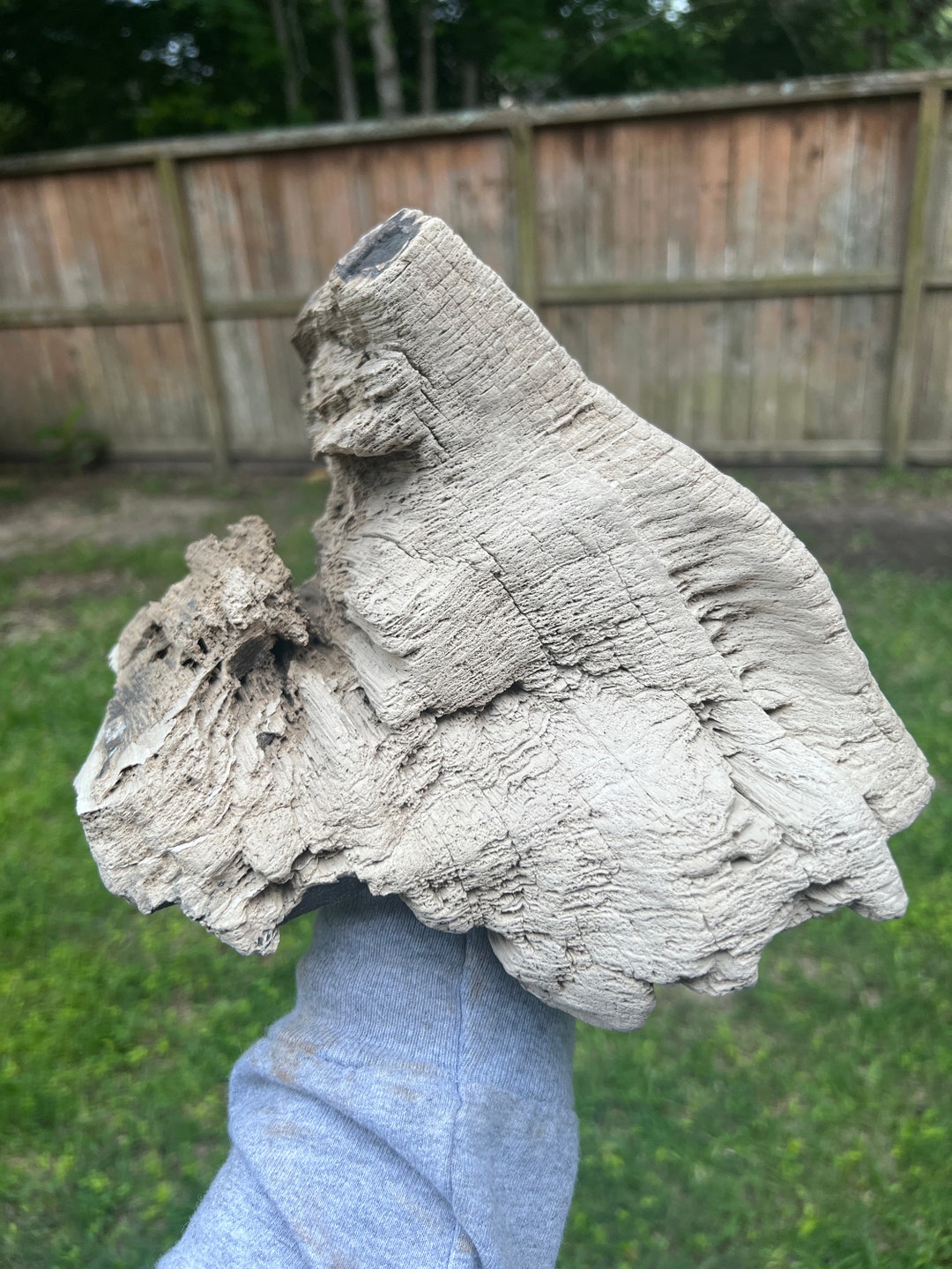 Rare Texas Petrified Wood Live Oak Detailed Hollow Rotted Log End ...