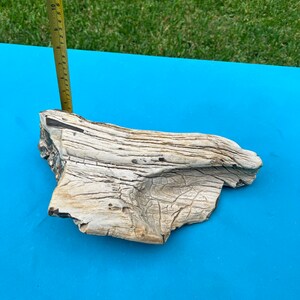 Texas Natural Rotted Petrified Wood Log Agatized Fossil Hard Stone ...