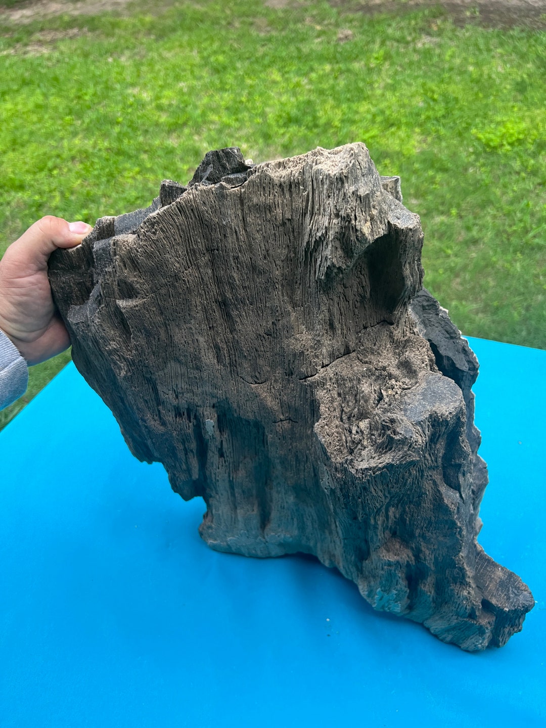 Rare Texas Petrified Wood Large Live Oak Rotted Log Tree Bark Beaumont ...