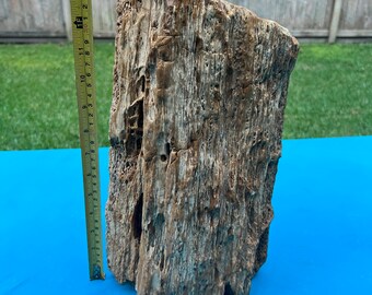 Texas Natural Rotted Petrified Wood Log Agatized Fossil Hard - Etsy