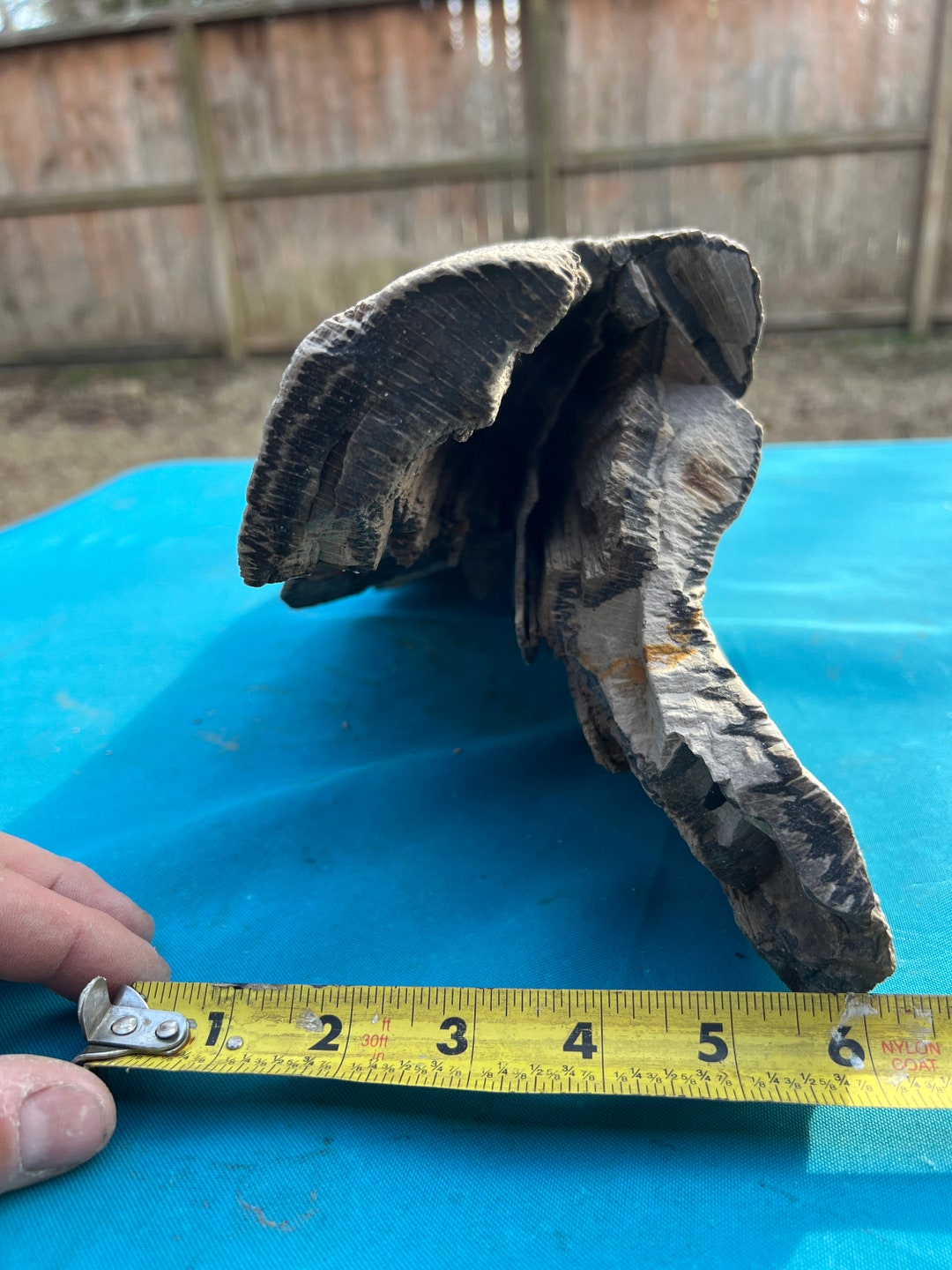 Rare Texas Petrified Wood Live Oak Large Hollow Rotted Log Beaumont ...