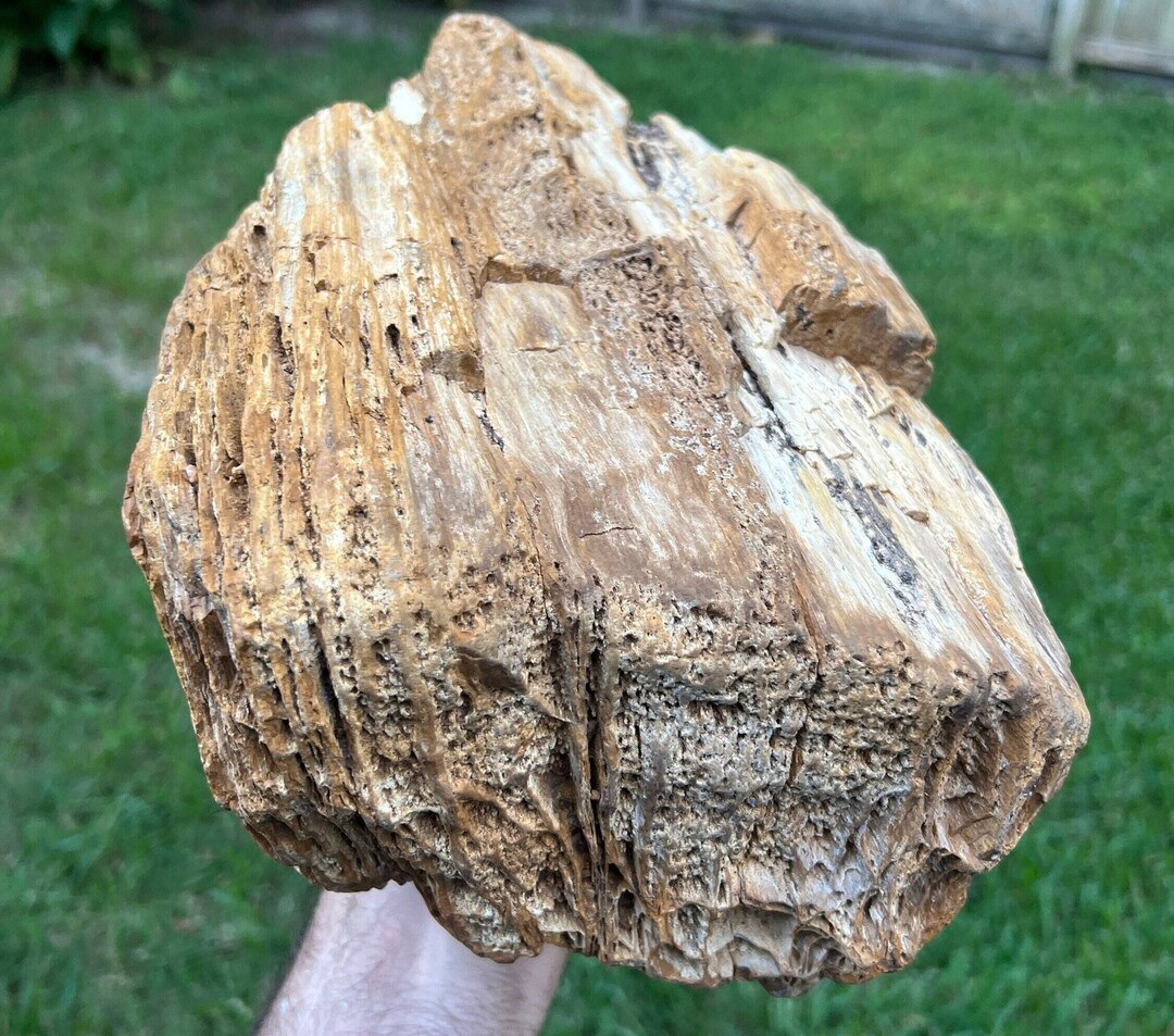 Texas Natural Petrified Wood Large Agatized Buggy Rotted Fossilized ...