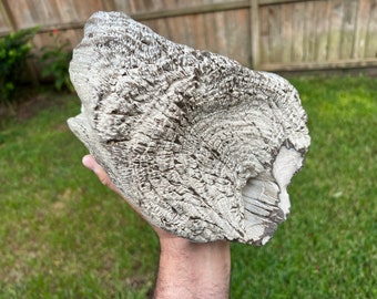 Texas Natural Rotted Petrified Wood Log Agatized Fossil Hard - Etsy