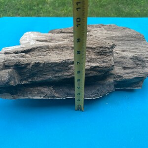 Rare Texas Petrified Wood Large Live Oak Rotted Log Tree Bark Beaumont ...