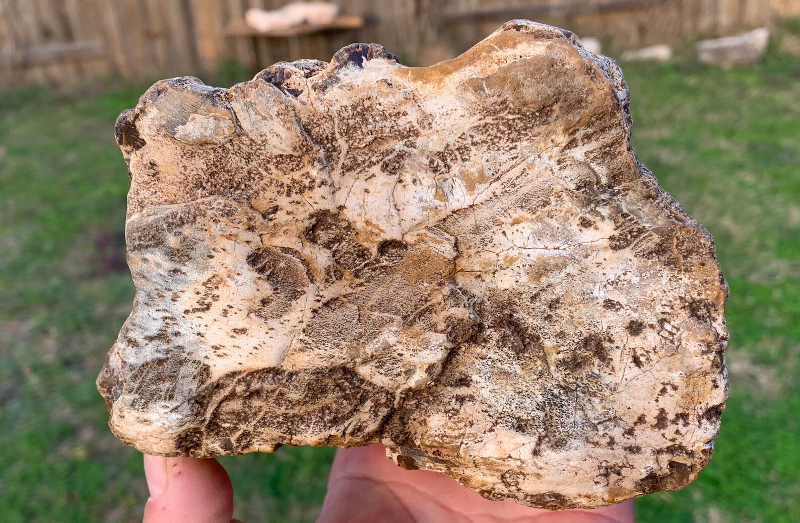 Texas Natural Petrified Tropical Hard Wood Fossil Log With | Etsy