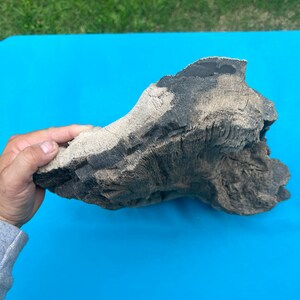 Rare Texas Petrified Wood Large Live Oak Rotted Log Tree Bark Beaumont ...