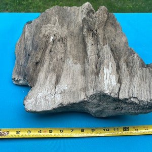 Rare Texas Petrified Wood Large Live Oak Rotted Log Tree Bark Beaumont ...
